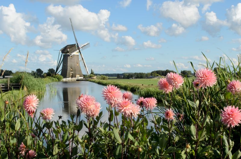 Flowers in Holland – Discover the Iconic Dutch Blooms - Dutch Countryside