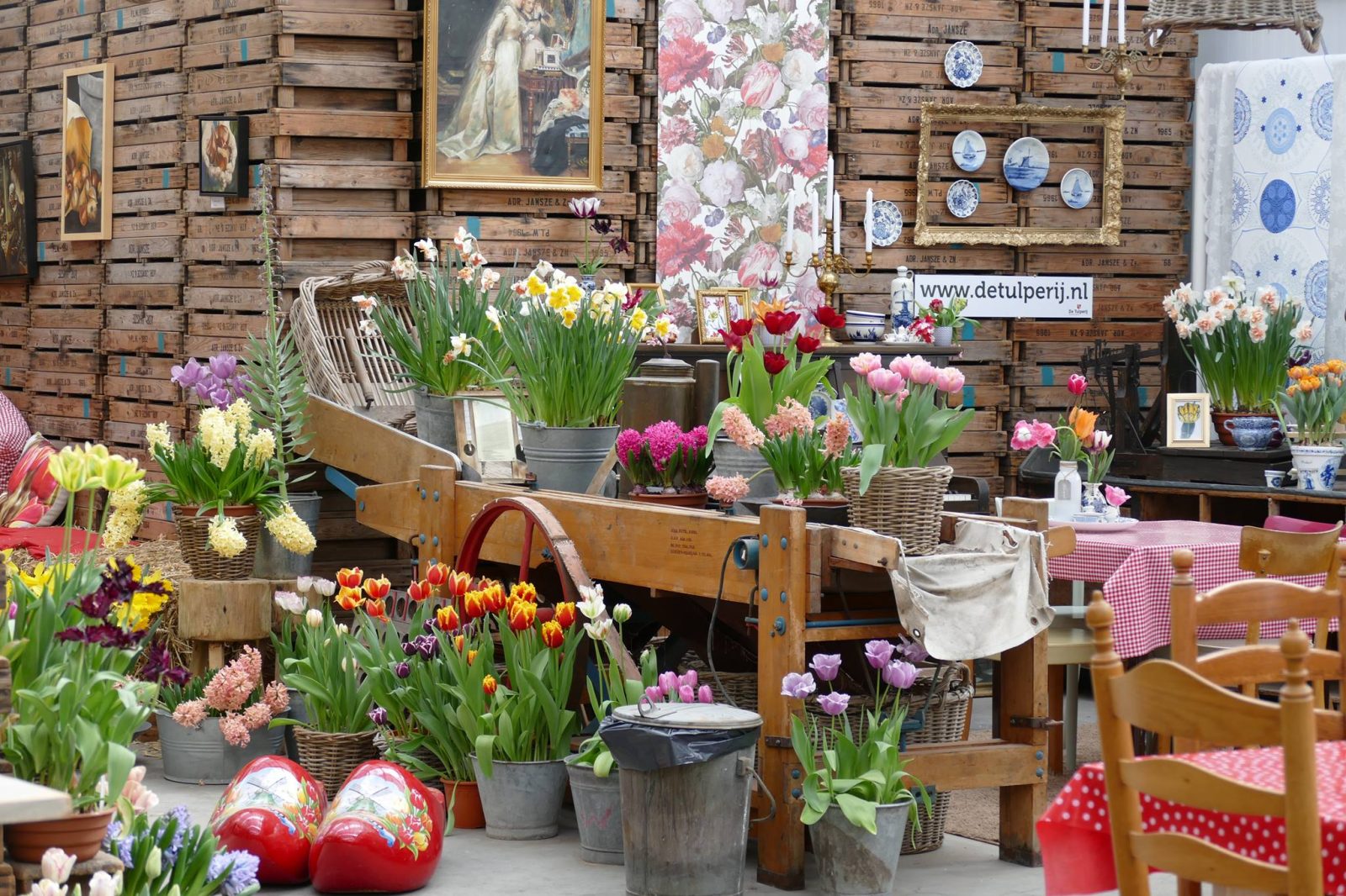 Flores en Holanda - Descubra las emblemáticas flores holandesas - Dutch ...