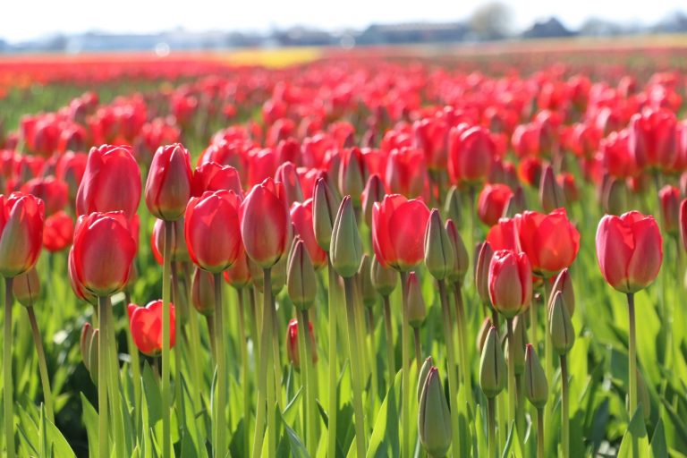 Flores en Holanda - Descubra las emblemáticas flores holandesas - Dutch ...